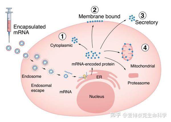 Nature系列综述：解锁mRNA疗法的广阔前景与未来趋势 - 知乎