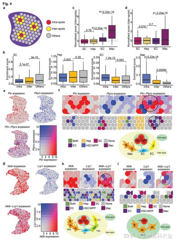 文献解读|胎儿肝脏中HSC/MPPs扩增单元的时空转录谱鉴定 - 知乎