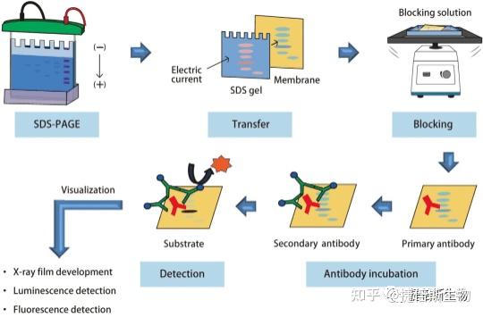 免疫学三剑客IHC、WB、ELISA 的特点 - 知乎
