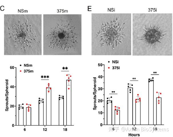 Angiogenesis - miRNA-375可促内皮细胞成管，改善糖尿病重症肢体缺血 - 知乎
