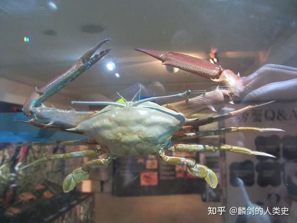 【动物界全系列】异孔亚派—梭子蟹总科 - 知乎