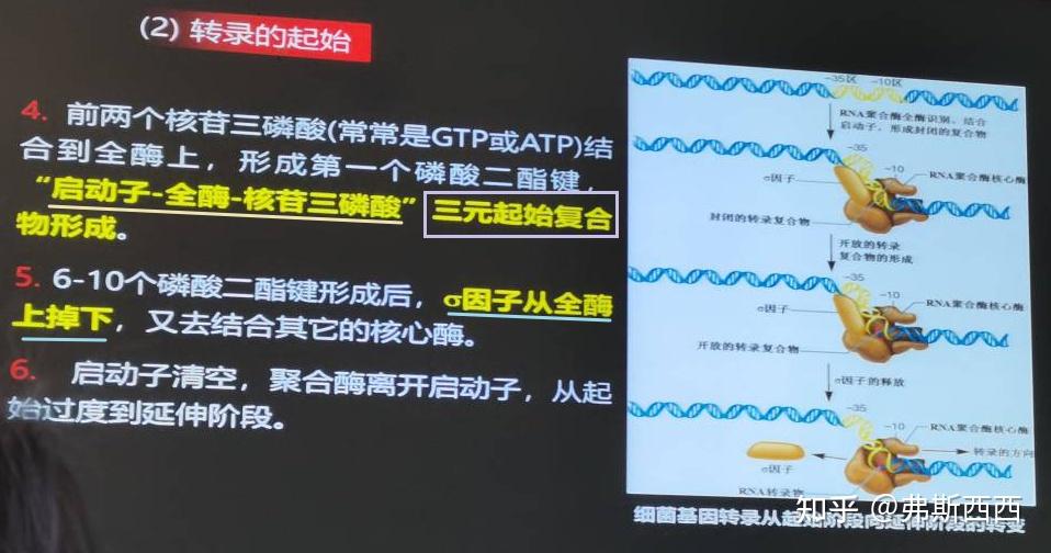 生化整理——DNA的转录和翻译 - 知乎