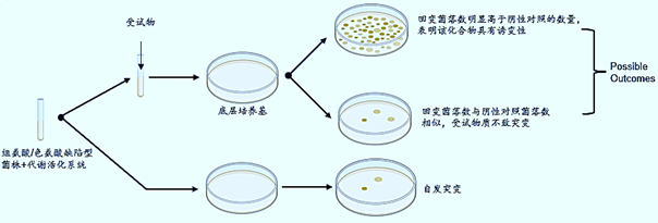 全面匹配标准要求！IPHASE新版Ames试剂盒都有这些变化！ - 知乎
