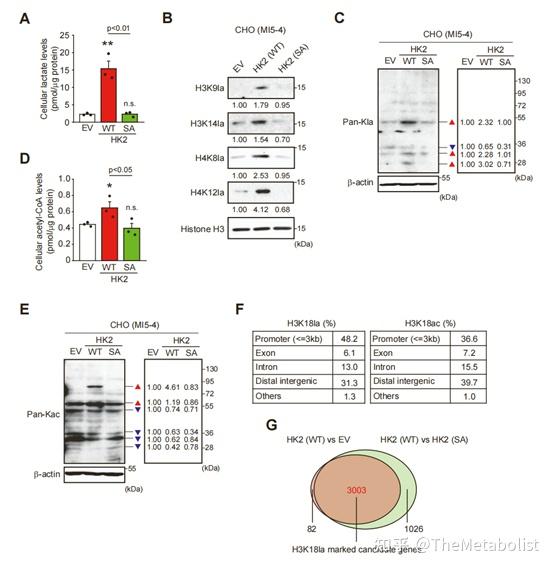Cell Metabolism ：尊嘟假嘟，组蛋白乳酸化促进肝纤维化？ - 知乎