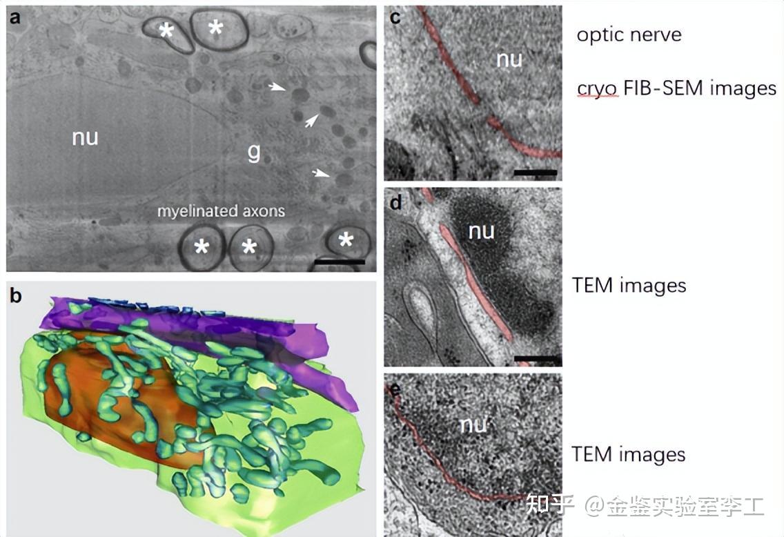 冷冻聚焦离子束-扫描电镜成像技术（Cryo-FIB-SEM）研究进展 - 知乎