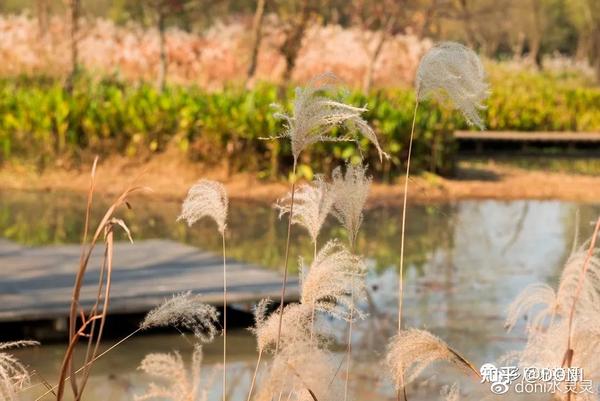 潜龙盘踞之所—西溪湿地（双语） - 知乎