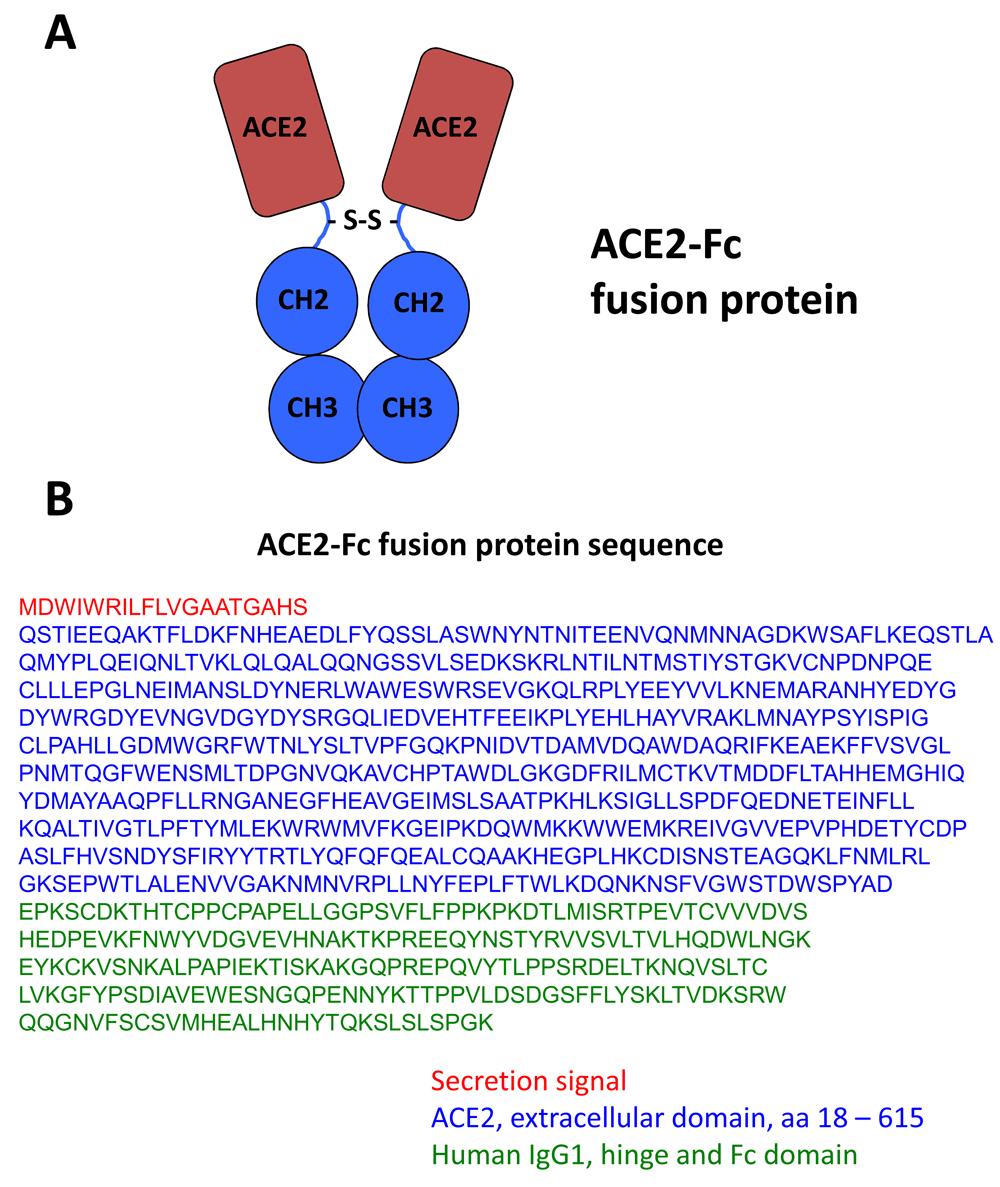 【病毒学前沿】治疗和预防新冠病毒(SARS-CoV-2)感染的几种潜在策略——针对ACE2及S蛋白 - 知乎