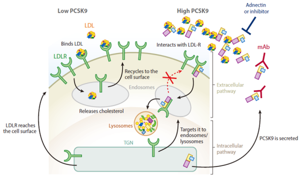 降脂领域的开拓者--新型靶点PCSK9 - 知乎