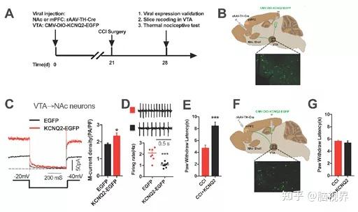 Neuroscience Bulletin 2021年第5期：解析中脑奖赏系统调控慢性疼痛的环路差异性及其离子通道基础 - 知乎