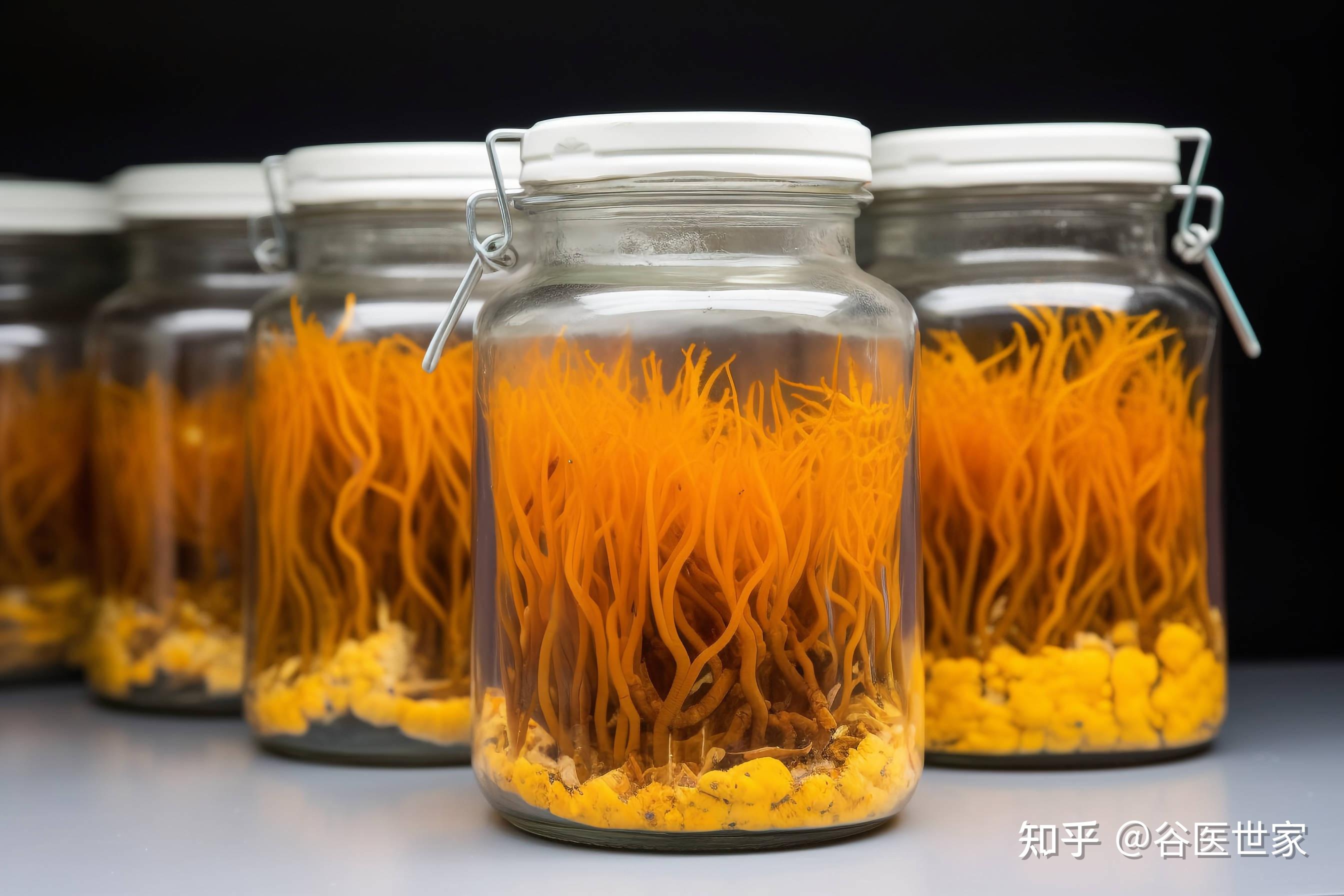 详细解读冬虫夏草，蛹虫草以及虫草花的区别 - 知乎