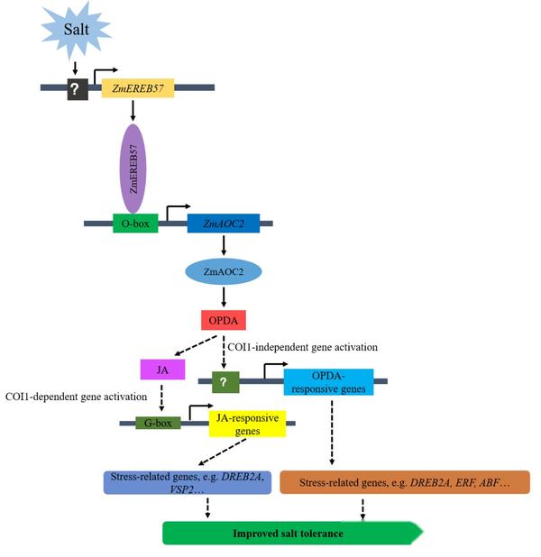 【PLANT CELL ENVIRON】ZmEREB57通过两种不同的信号通路调节玉米OPDA的合成并增强盐胁迫耐受性 - 知乎