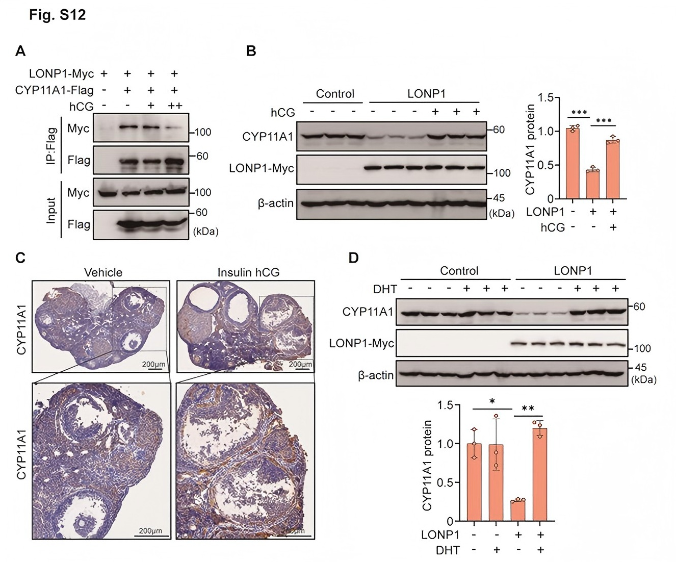 Science|复旦新发现：青蒿素通过介导LONP1-CYP11A1相互作用改善多囊卵巢综合征 - 知乎