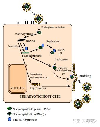 病毒复制过程（二）RNA病毒 - 知乎