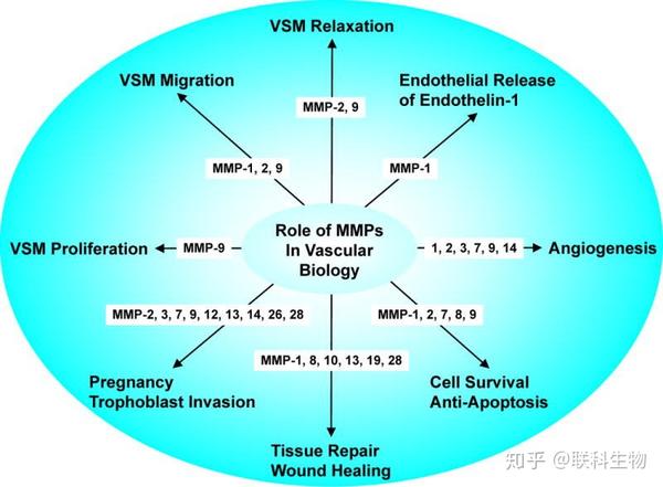基质金属蛋白酶（MMPs）种类及功能 - 知乎