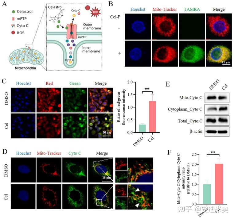 Celastrol脂质体通过靶向VDAC2诱导铁死亡和细胞凋亡 - 知乎