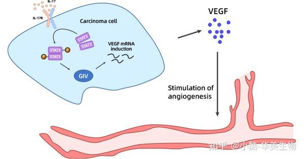 IL-17A：白细胞介素-17家族代表性靶点，助力炎症、免疫、肿瘤性皮肤病治疗！ - 知乎