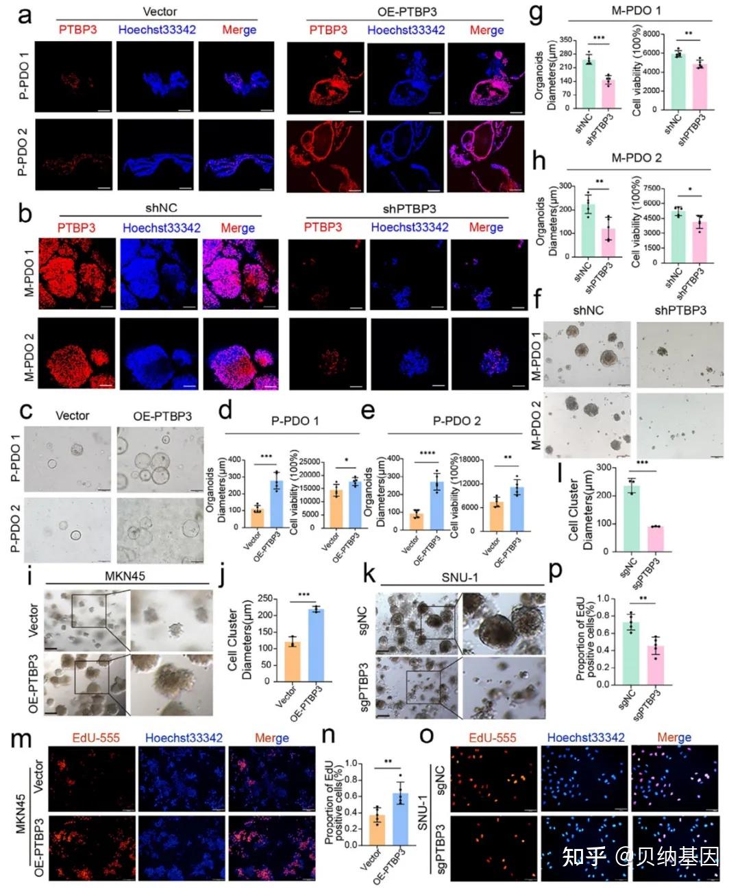 项目文章 | 苏大一附院破解胃癌腹膜转移难题！靶向PTBP3/COX11剪接轴，铜死亡疗法显神威！ - 知乎