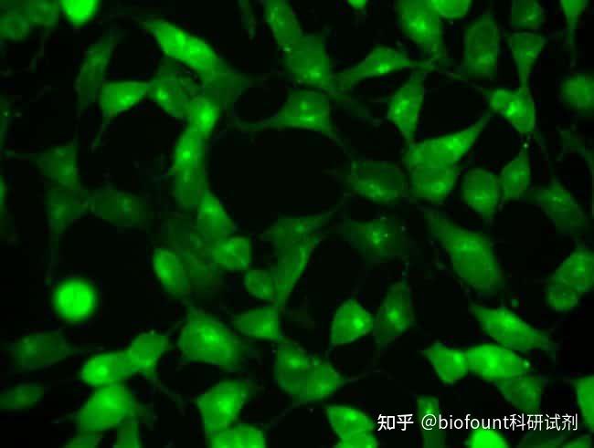 Fluo-4 AM钙离子荧光探针（染色原理、使用步骤、光谱） - 知乎
