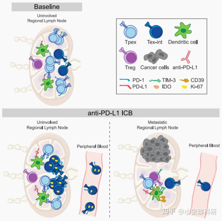淋巴结内CD8+T细胞和免疫治疗响应的关系，这篇Cell有了新发现 - 知乎