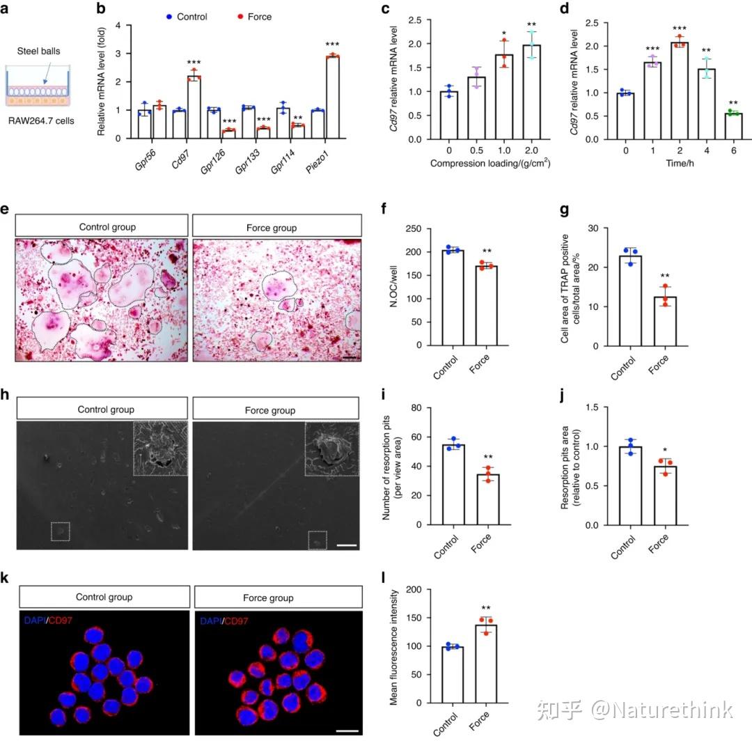 CD97 在压缩下通过 Rap1a/ERK 通路抑制破骨细胞分化 - 知乎