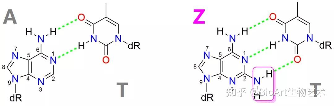 Science | 赵素文/张雁/赵惠民合作团队揭示Z-基因组生物合成通路 - 知乎