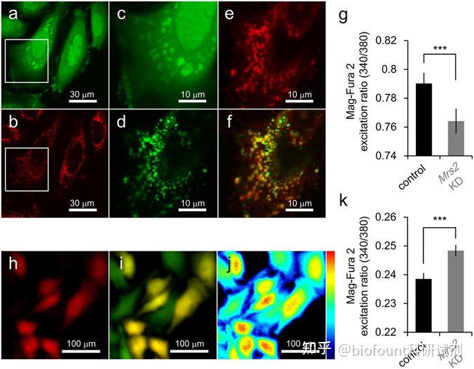 Mag Fura 2；细胞内镁离子探针 - 知乎