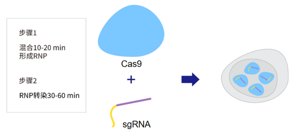 化学合成sgRNA 助力高效基因编辑 - 知乎