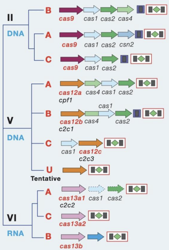 【干货分享】CRISPR/Cas系统原理及Cas9与Cas12a区别 - 知乎