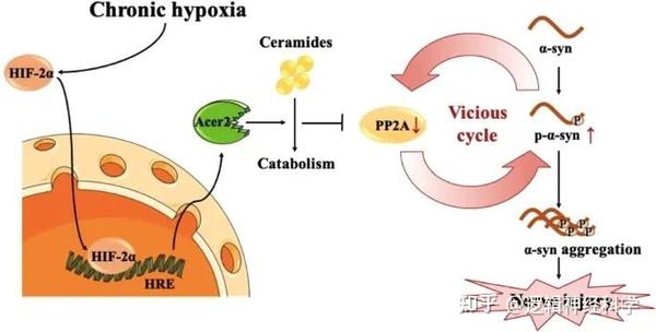 Cell Death Discov︱吉训明团队揭示慢性低氧是诱导α-突触核蛋白病理的新机制 - 知乎