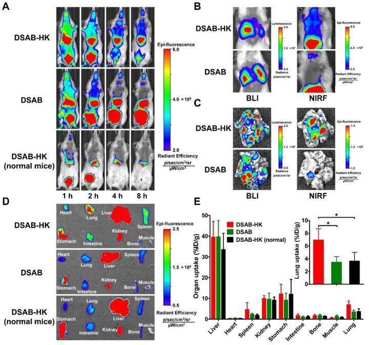 小动物活体成像技术 - 知乎