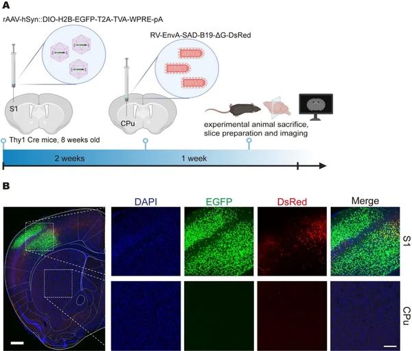 小布解读| 跨血脑屏障AAV辅助RV-ΔG实现全脑尺度特异性逆行标记和跨多级示踪 - 知乎
