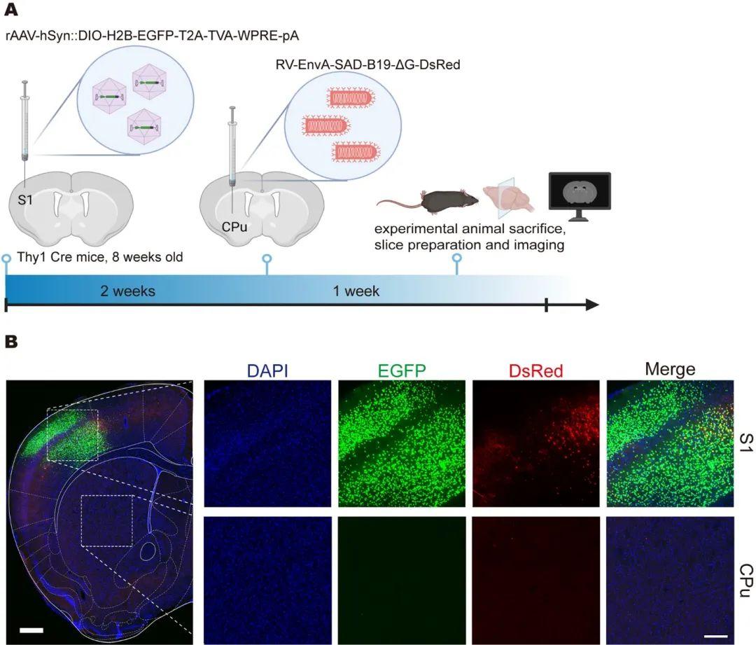小布解读| 跨血脑屏障AAV辅助RV-ΔG实现全脑尺度特异性逆行标记和跨多级示踪 - 知乎