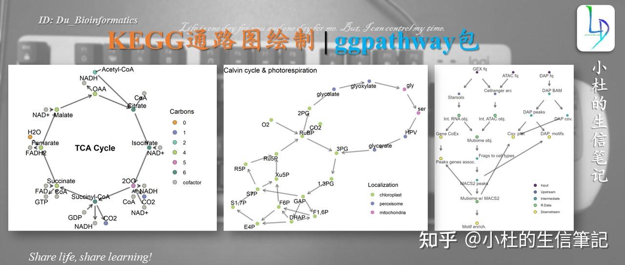 KEGG通路图绘制 | ggpathway包 - 知乎