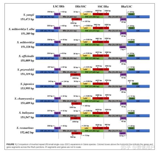 两种鼠尾草药用植物叶绿体基因组特征分析及叶绿体与线粒体间的基因转移 - 知乎