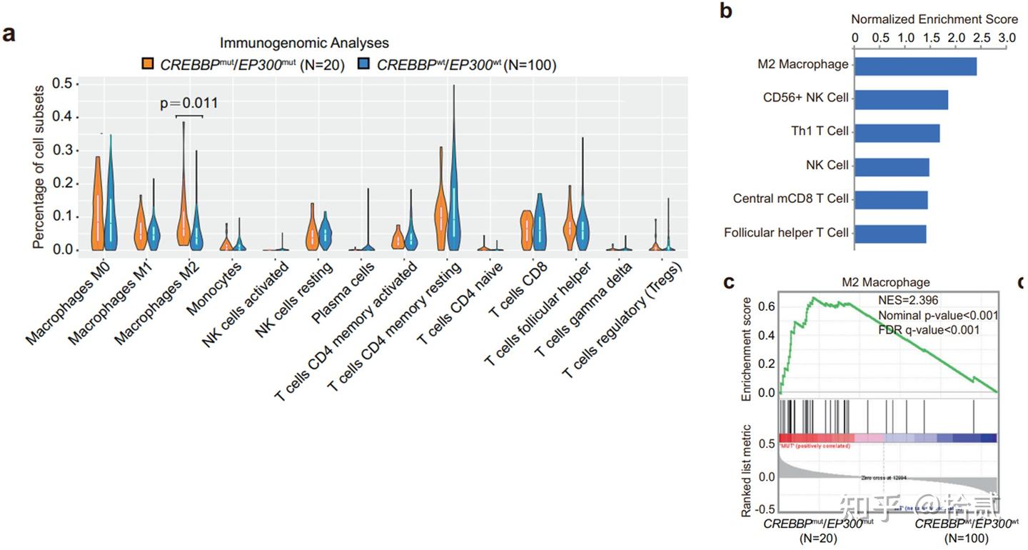 CREBBP/EP300突变通过FBXW7-NOTCH-CCL2/CSF1轴改变肿瘤相关巨噬细胞极化促进DLBCL进展 - 知乎