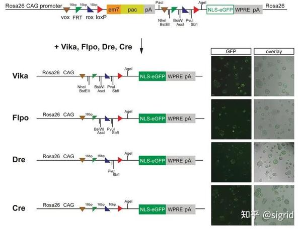 技术分享：一个集合Vika、Flp、Dre和Cre重组系统的报告基因小鼠模型 - 知乎