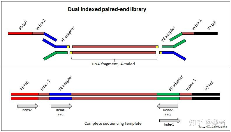 [软件使用 1] cutadapt使用指南 - 知乎