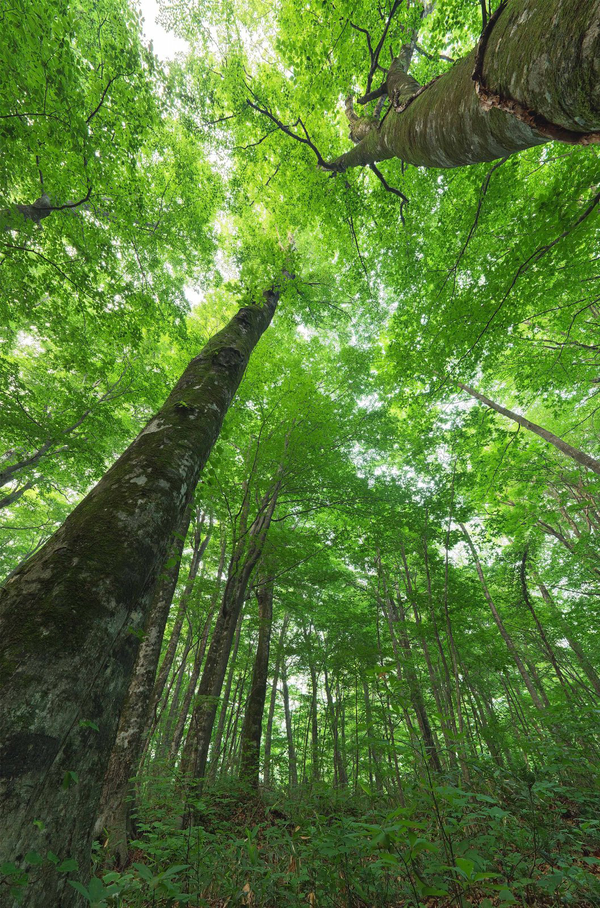 毛榉森林--白神山地 - 知乎