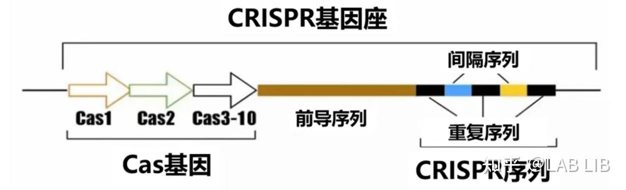 CRISPR-Cas9个人笔记 - 知乎