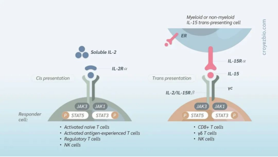 揭秘IL-15：细胞活性与寿命的双重提升 - 知乎