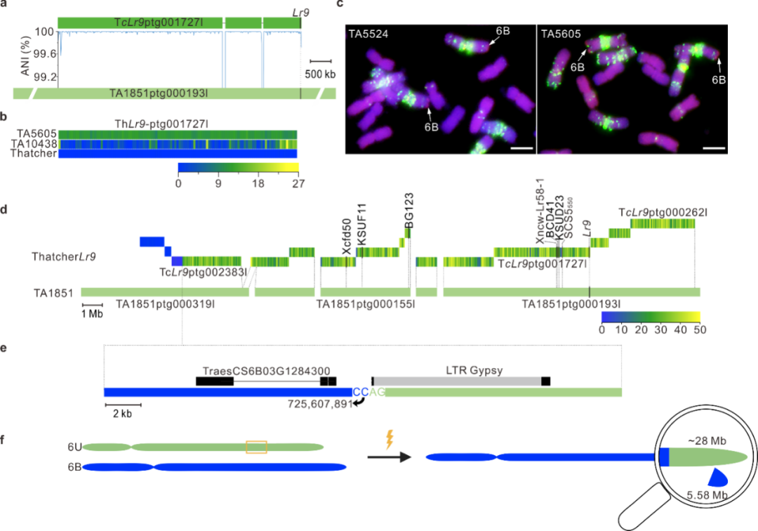 Nature Genetics | 王亚军博士等揭示新型串联激酶融合蛋白WTK6-vWA介导小麦叶锈病抗性 - 知乎
