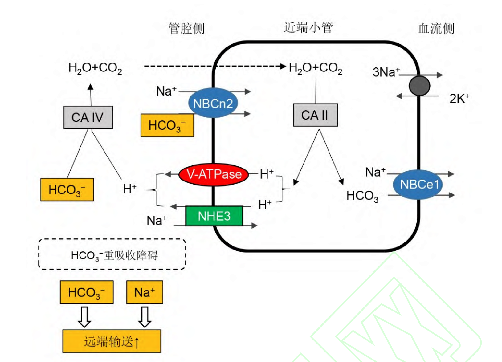 RTA 对肾泌钾的影响 - 知乎