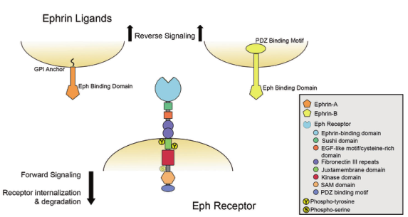肿瘤治疗靶点：EphA2 - 知乎