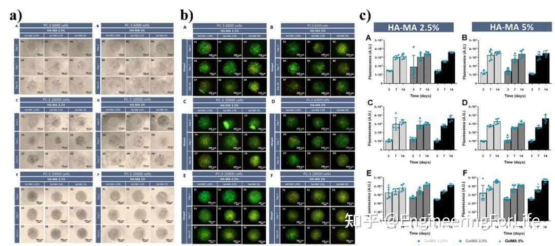 HAMA+GelMA复合凝胶微球三维共培养肿瘤模型用于药物筛选 - 知乎