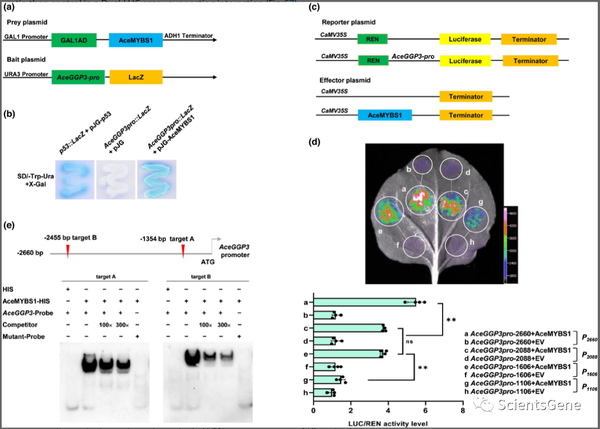 【New Phytol】猕猴桃MYBS1和GBF3转录因子通过激活半乳糖磷酸化酶的转录来影响抗坏血酸的生物合成 - 知乎