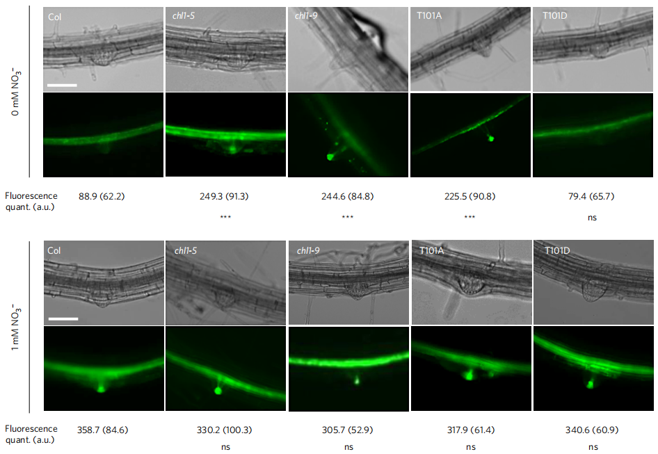 一个基因可以发上百篇文章，你敢信？ - 知乎