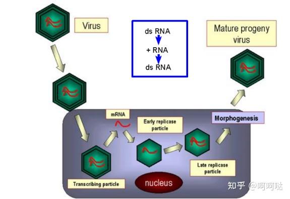 病毒复制过程（二）RNA病毒 - 知乎
