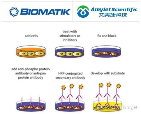 Biomatik 艾美捷 Cell-Based ELISA检测试剂盒 - 知乎
