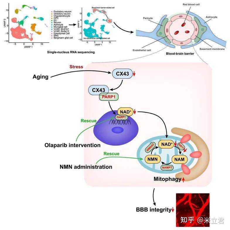 Neuron｜衰老中保护血脑屏障新策略：NAD+通过CX43-PARP1轴修复血脑屏障 - 知乎