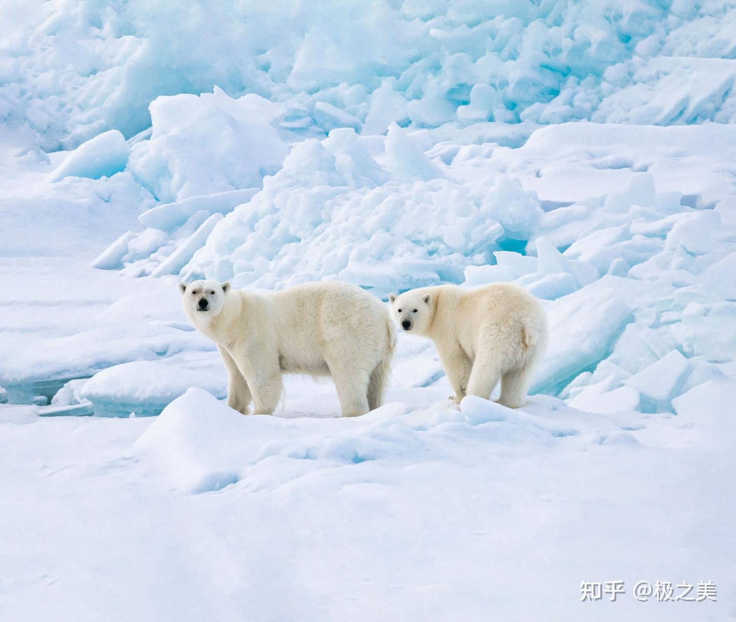 关于北极熊，你不知道的事情还有很多 - 知乎